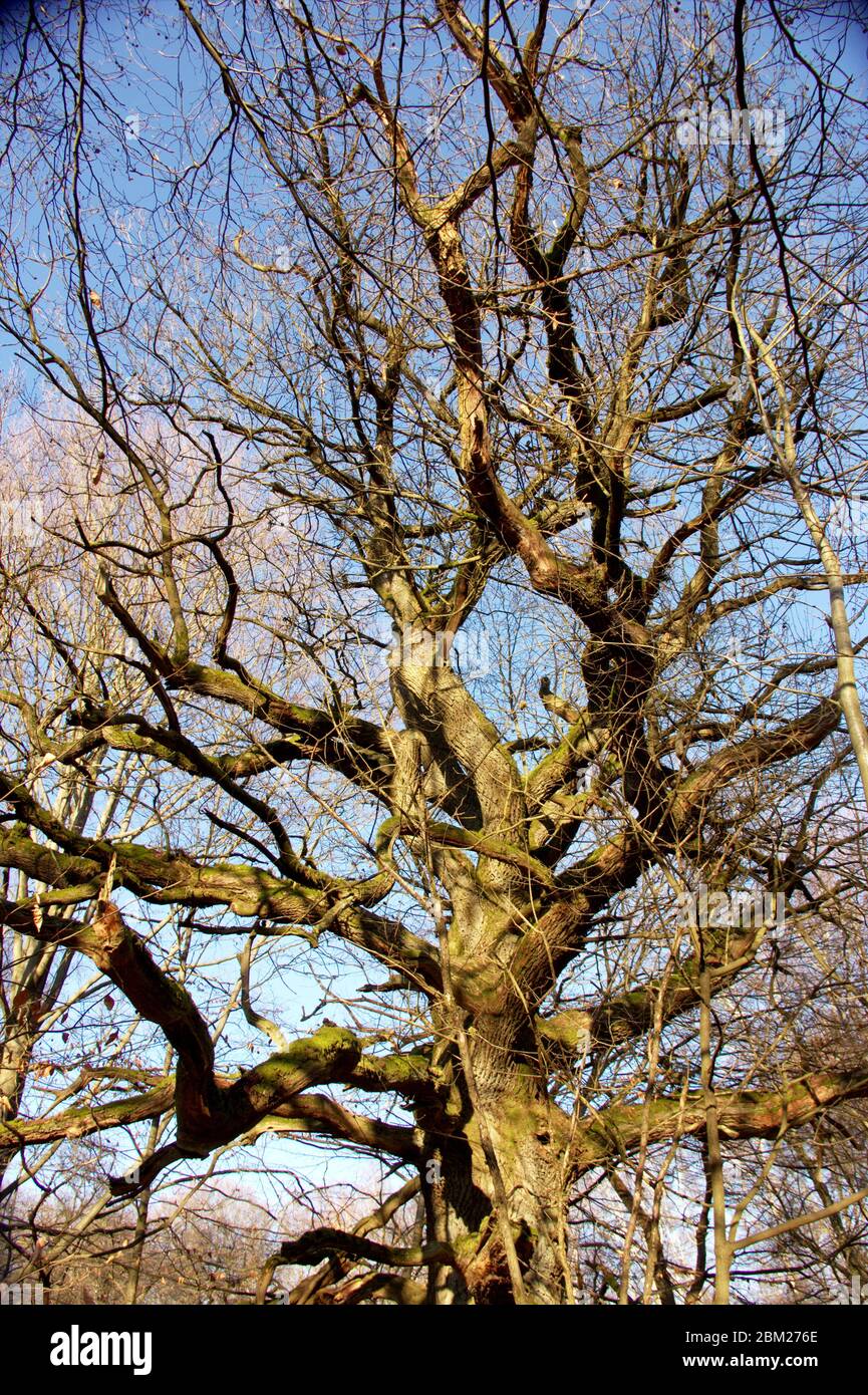 View of a large and heavily branched oak. In the background a blue sky ...