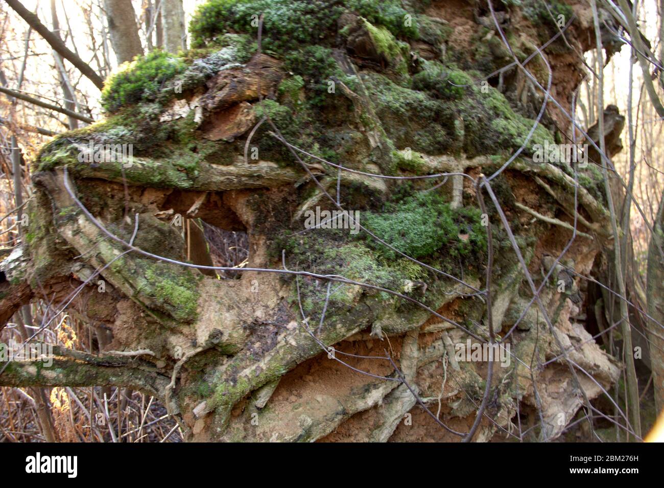 View of a large root system in the jungle Sababurg Stock Photo - Alamy