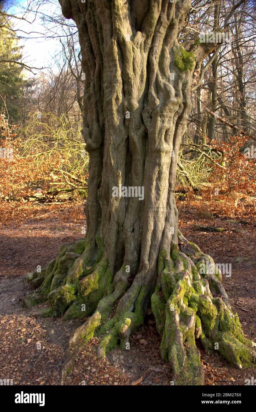 View of a large beech tree with overgrown moss roots in the Sababurg ...