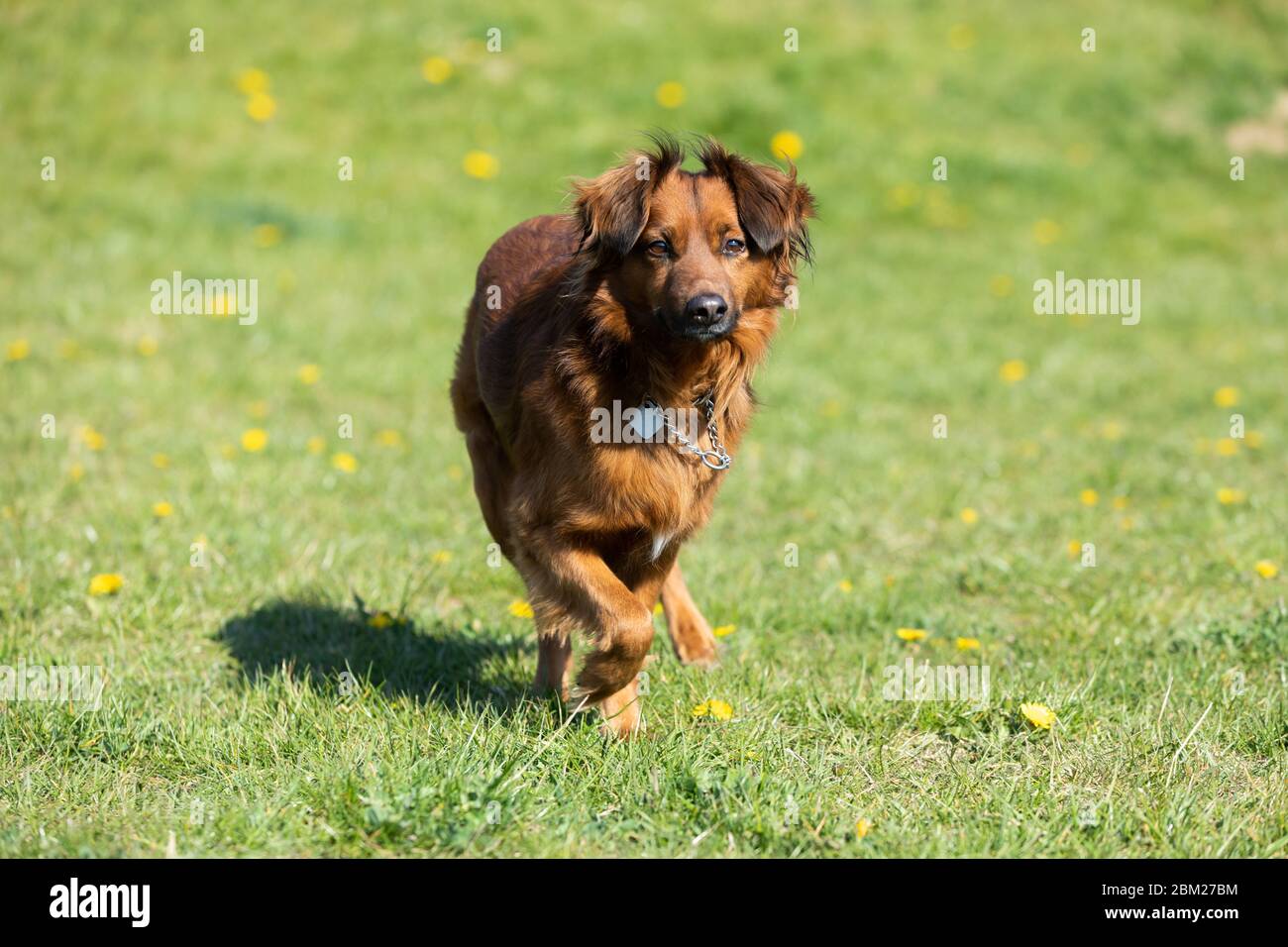 The mixed-breed dog stands uncertain on the green lawn and looks ...