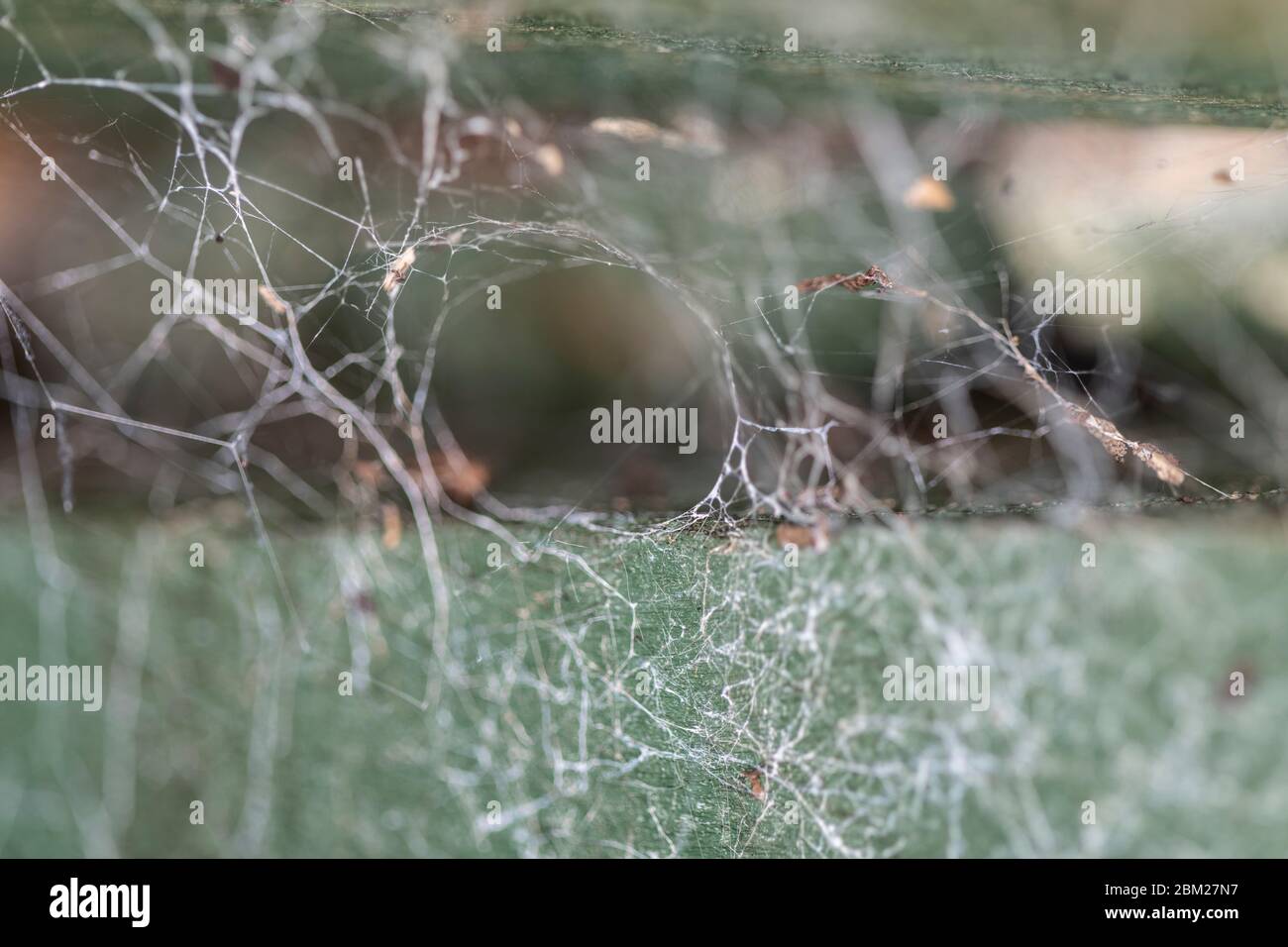 Gossamer hi-res stock photography and images - Alamy