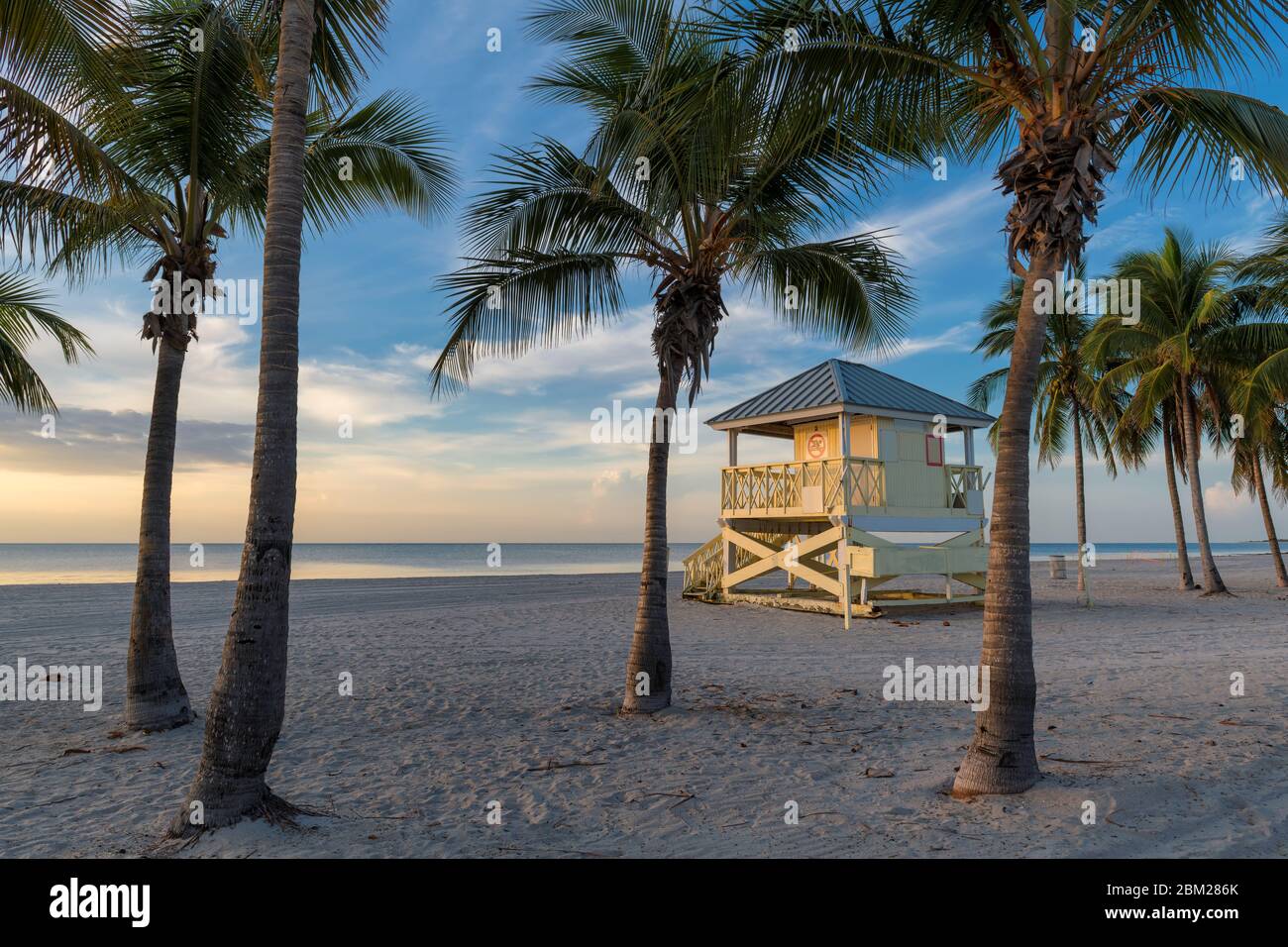 Palm trees on Miami Beach at sunrise Stock Photo - Alamy