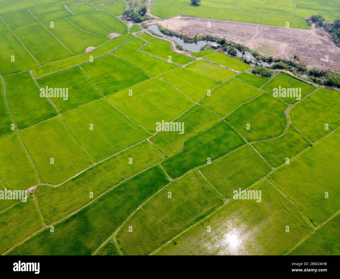 Aerial view from flying drone of Field rice with landscape green ...