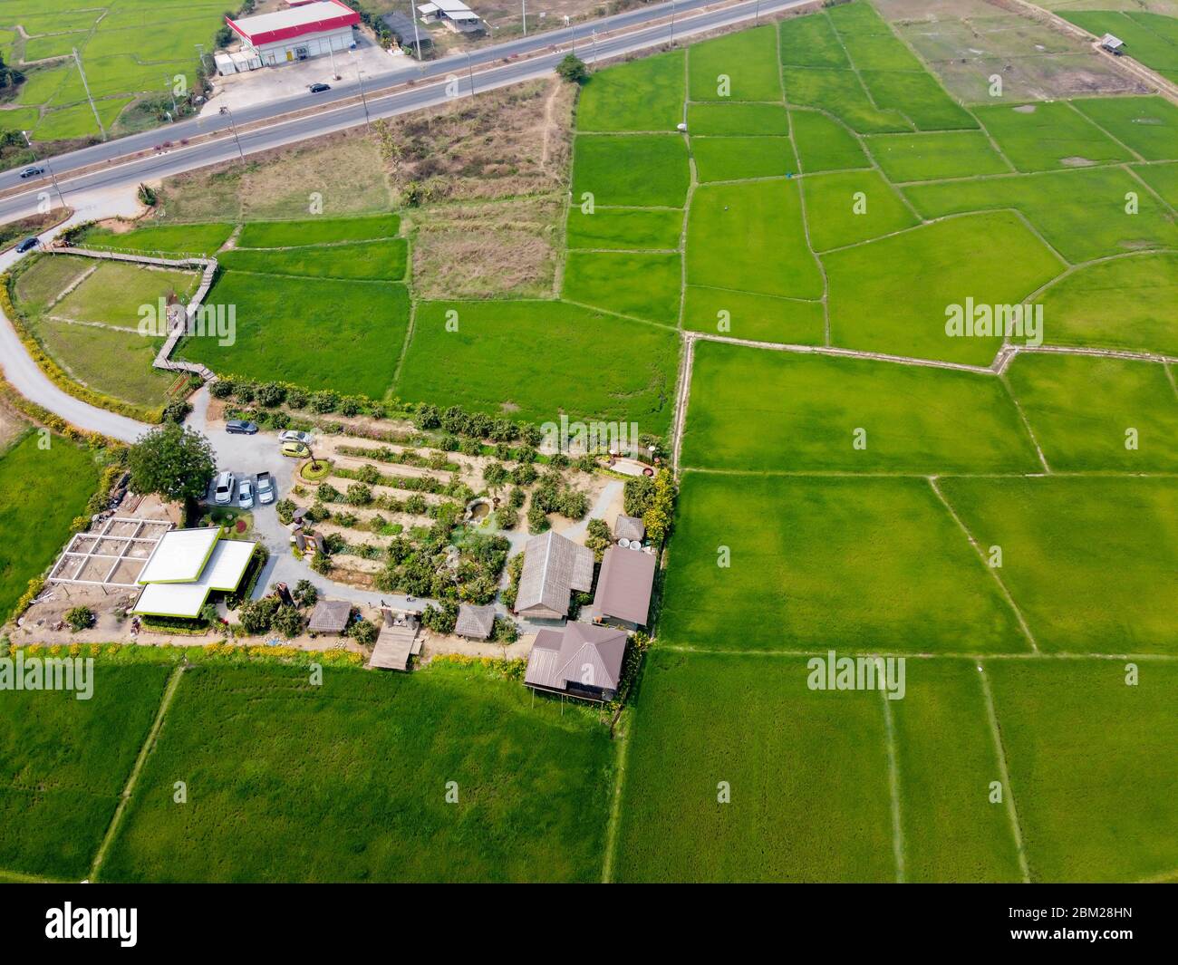 Aerial view from flying drone of Field rice with landscape green ...