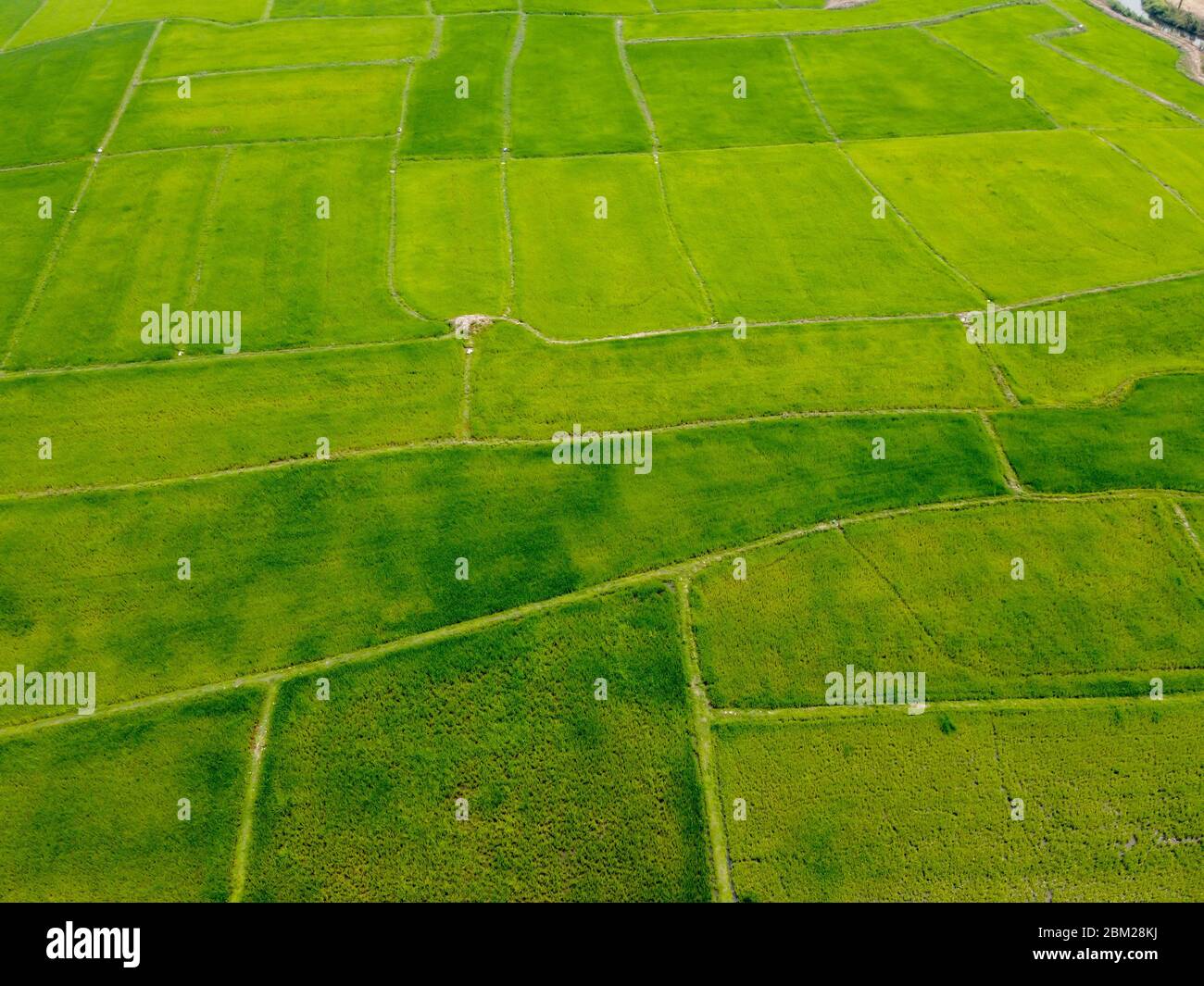 Aerial view from flying drone of Field rice with landscape green ...