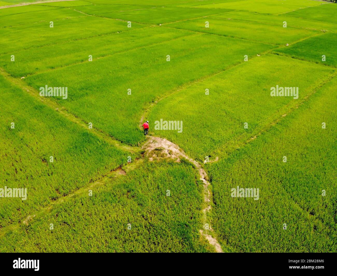 Aerial view from flying drone of Field rice with landscape green ...