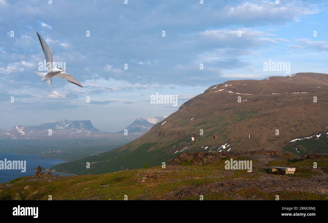 View of the landscape in the Nordic mountains in early June. Common ...