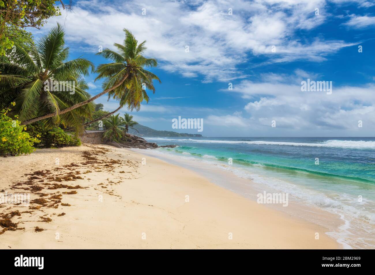 Palm trees on tropical beach summer vacation Stock Photo - Alamy