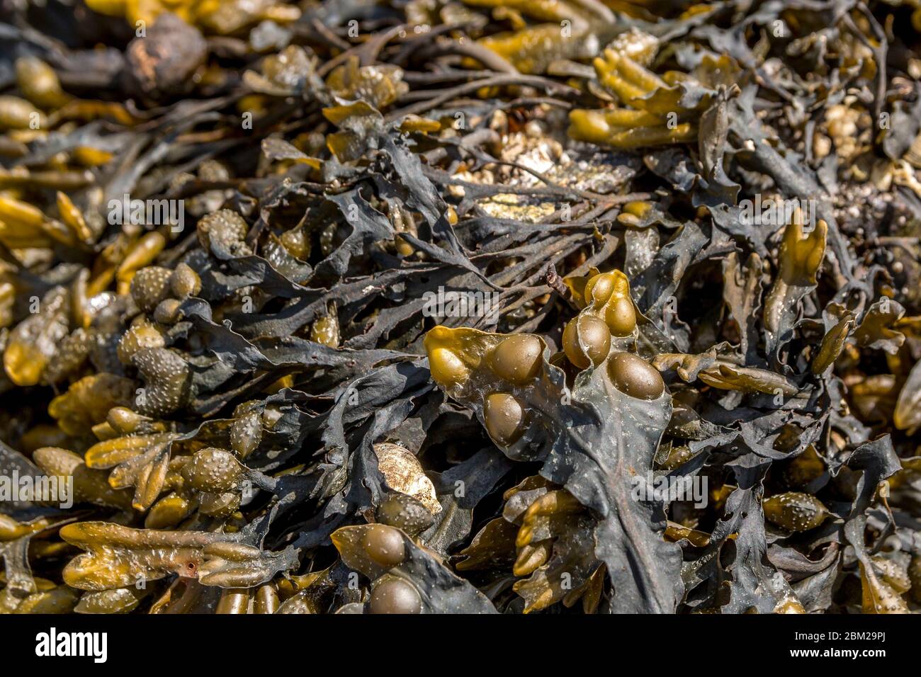 Red tide algae atlantic hi-res stock photography and images - Alamy