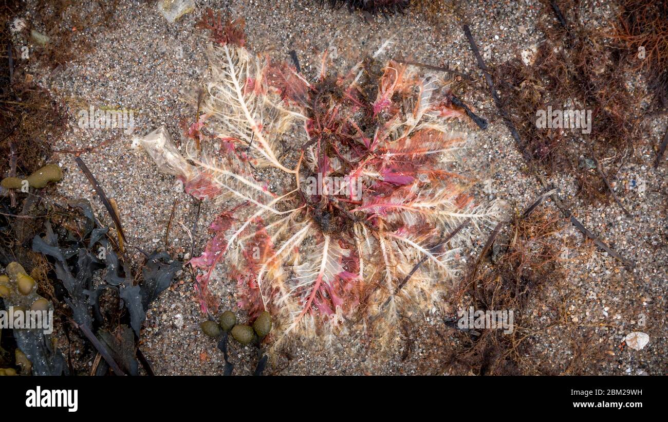 Seaweed on the beach. pink and white seaweed Stock Photo - Alamy