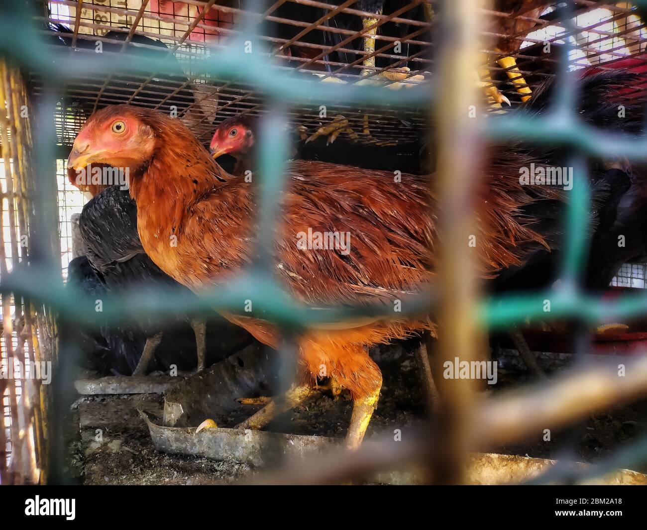 Chickens and Hens inside cages on local meat farm. Group of fresh alive ...