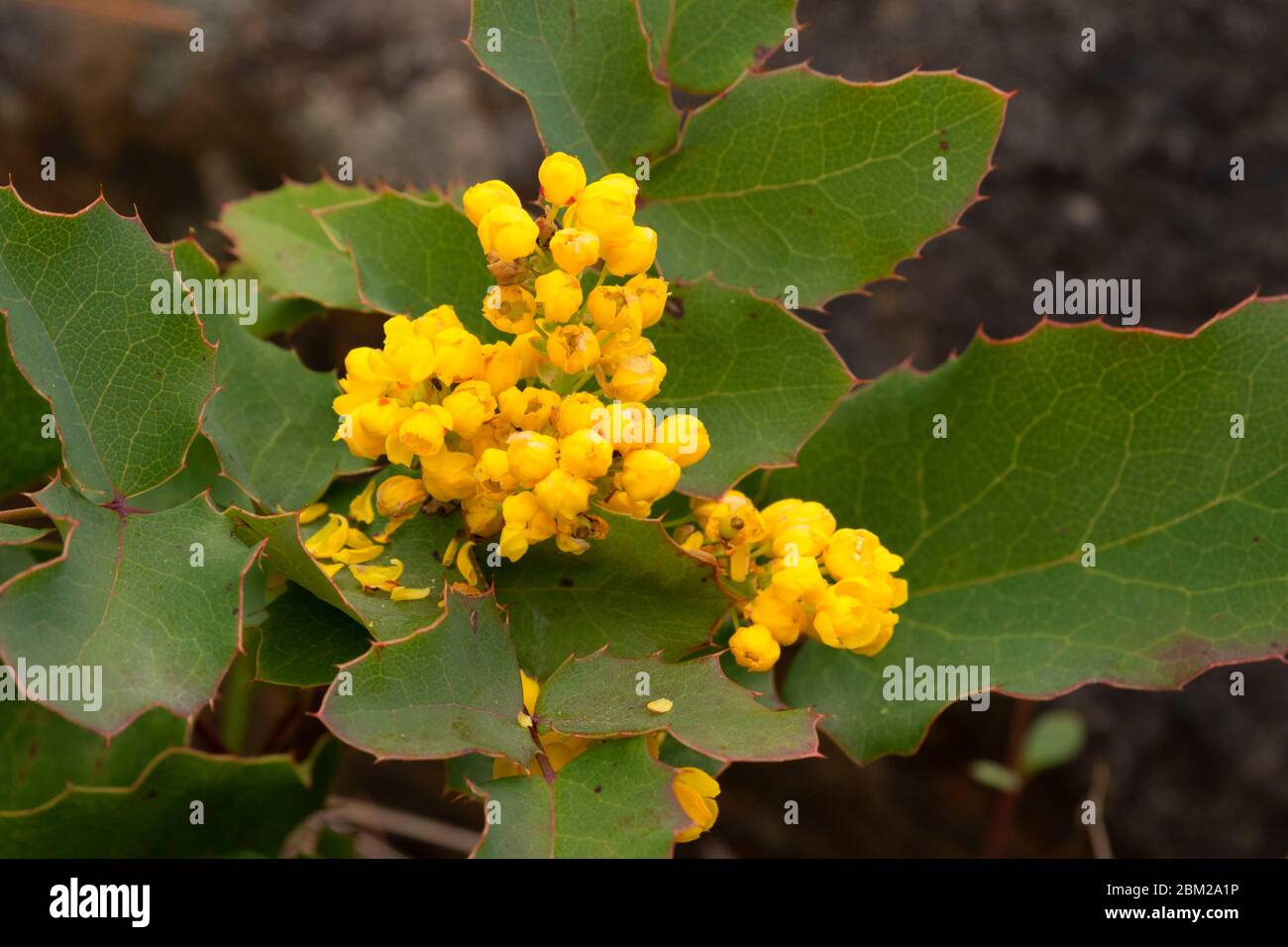 Oregon grape in bloom, Deschutes National Forest, Metolius Wild and ...