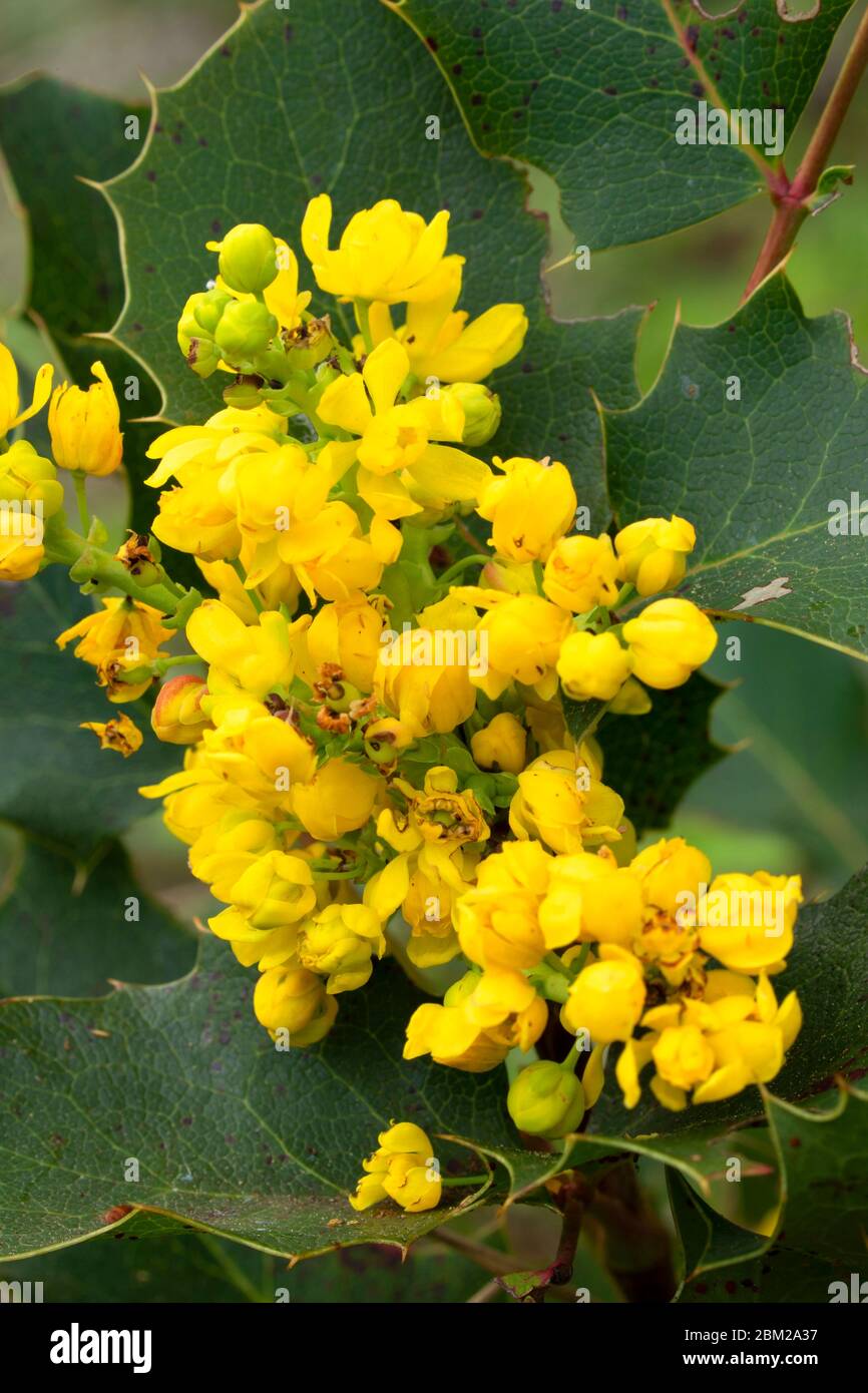 Oregon grape in bloom, Deschutes National Forest, Metolius Wild and ...