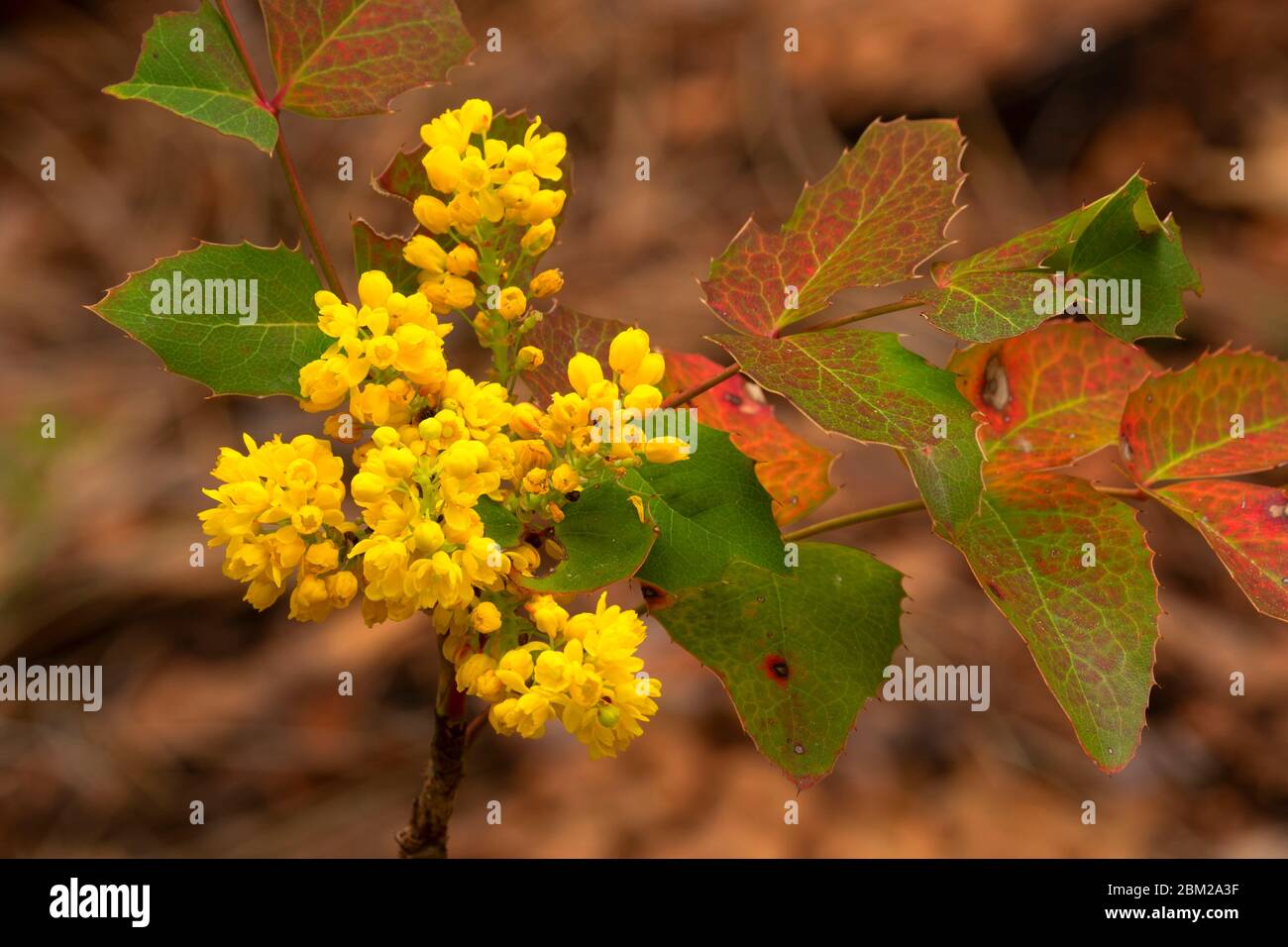 Oregon grape in bloom, Deschutes National Forest, Metolius Wild and ...