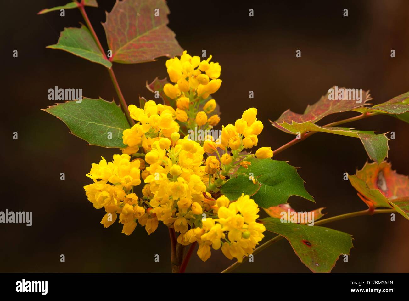 Oregon grape in bloom, Deschutes National Forest, Metolius Wild and ...