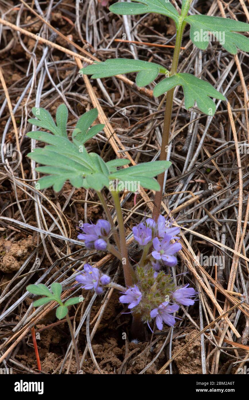 Ball-head waterleaf (Hydrophyllum capitatum), Deschutes National Forest ...