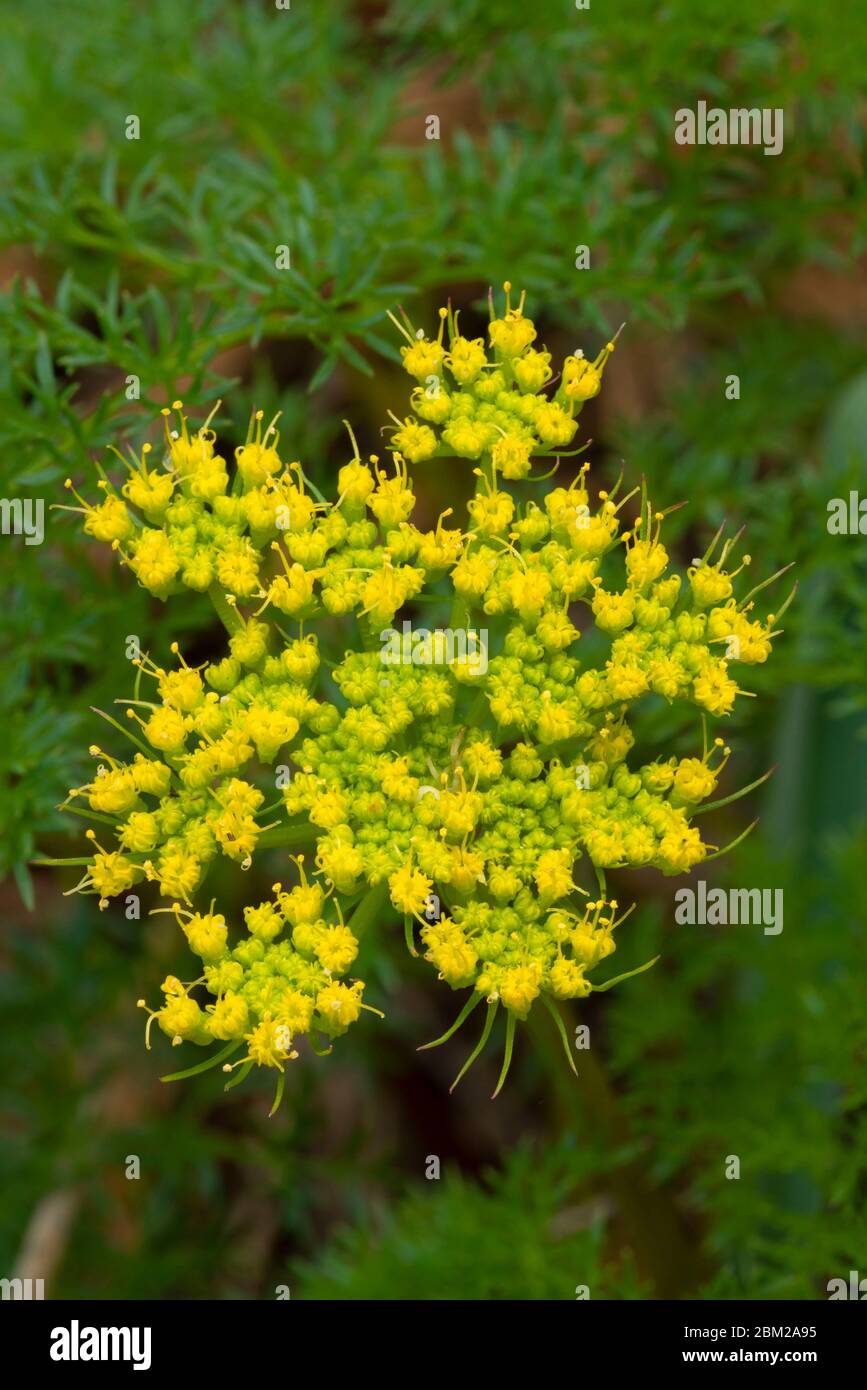 Common lomatium hi-res stock photography and images - Alamy