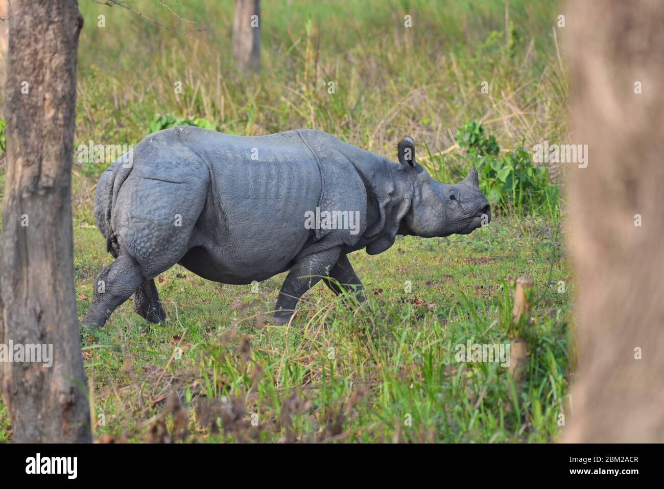 One horned rhinoceros Stock Photo - Alamy