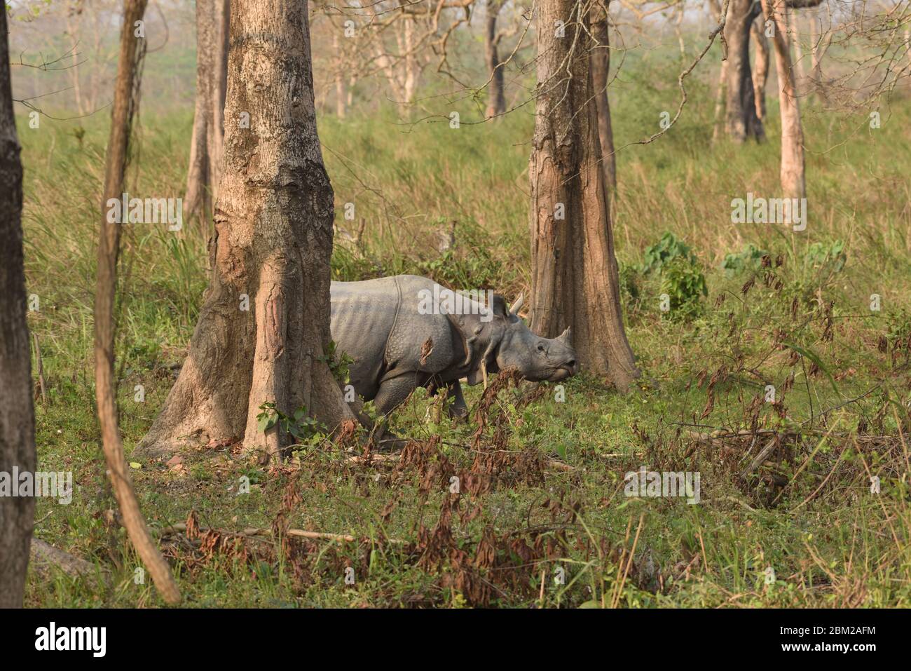One horned rhinoceros Stock Photo - Alamy