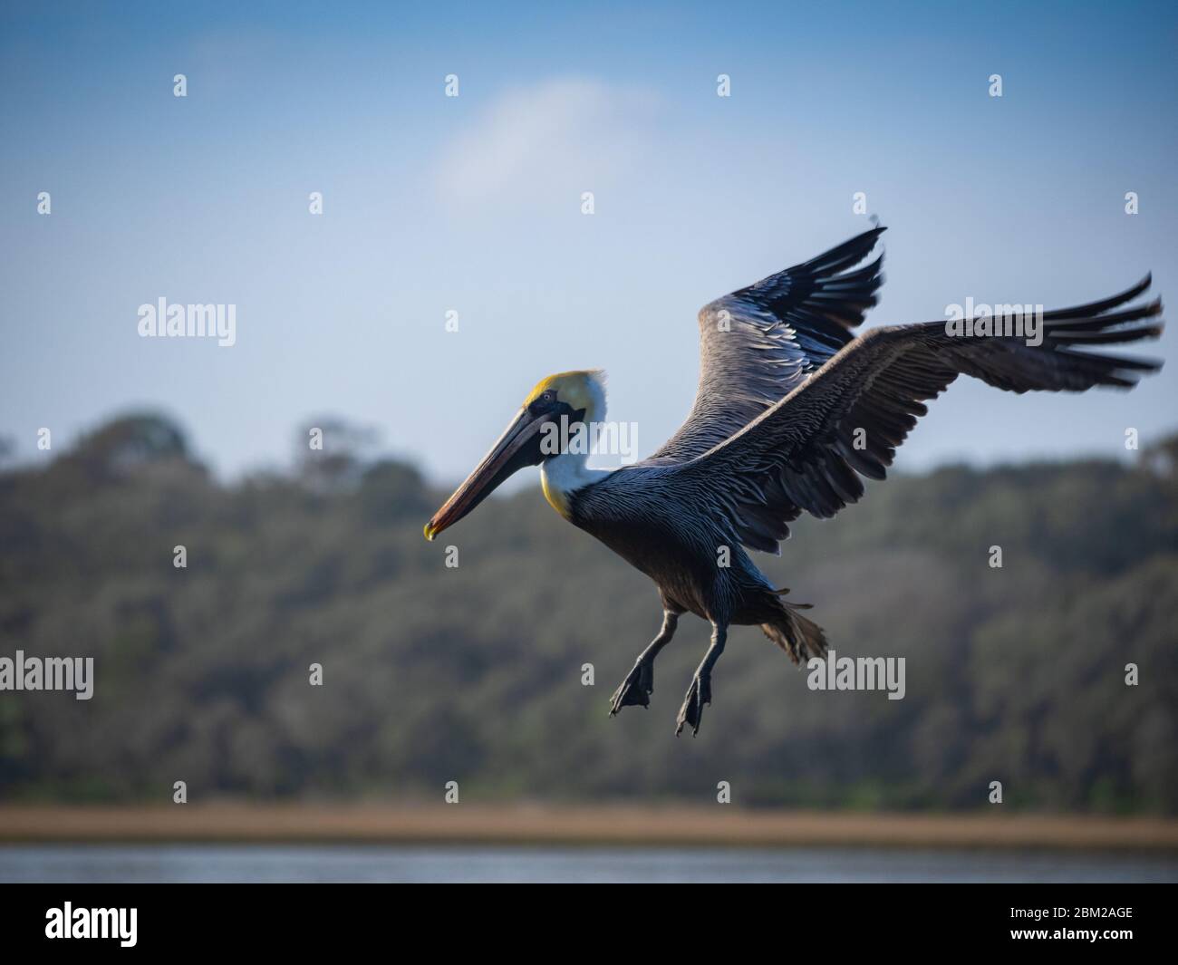 Animals in nature Stock Photo - Alamy