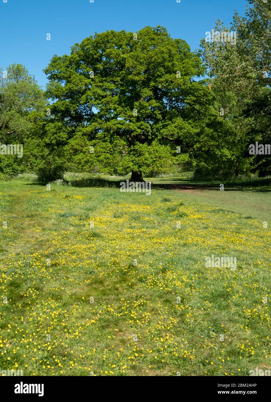 Oak tree in distance, with yellow buttercups in the grass, in Long ...