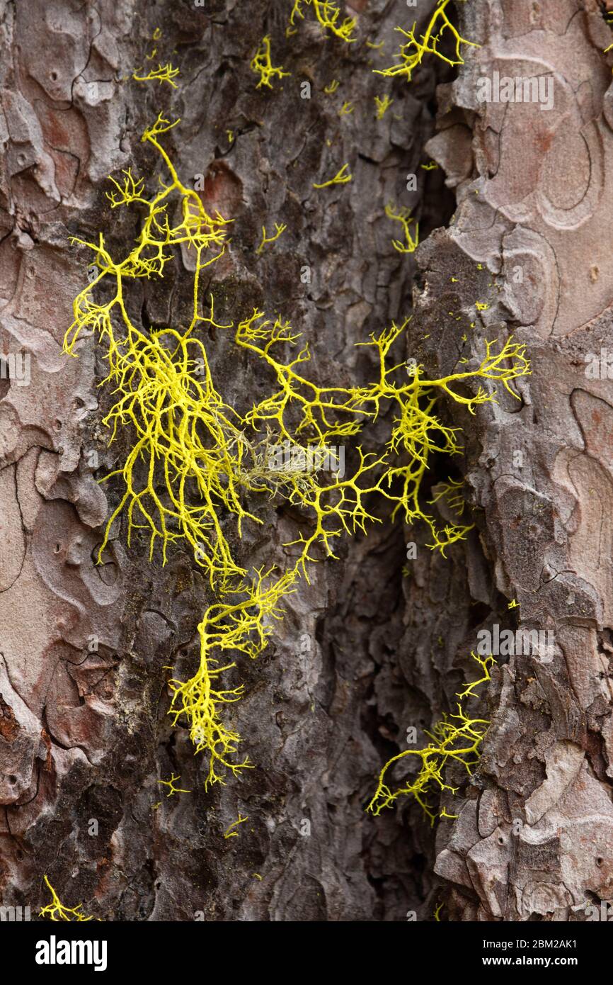 Fruticose lichen hi-res stock photography and images - Alamy