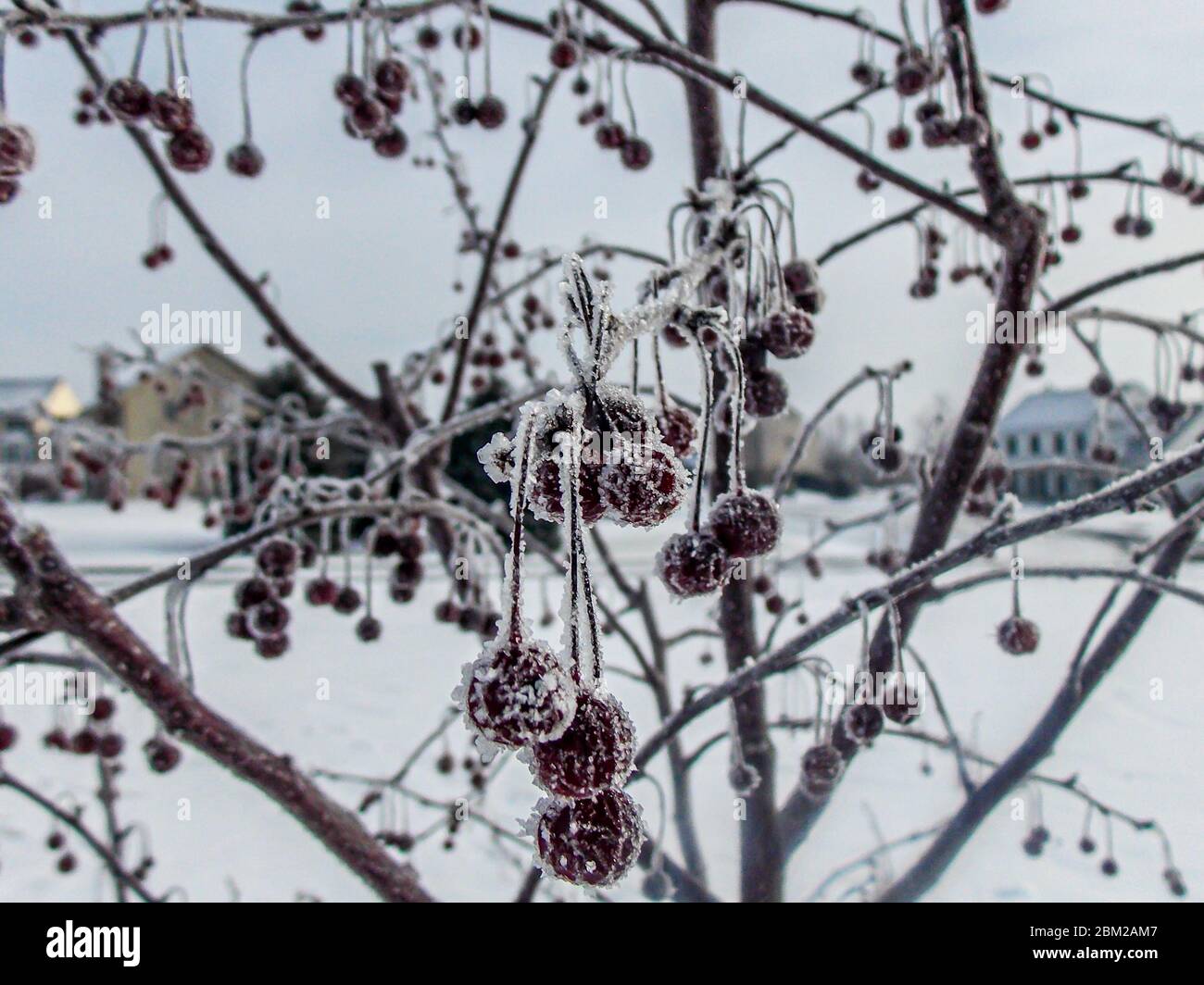 Frosted berry hi-res stock photography and images - Alamy