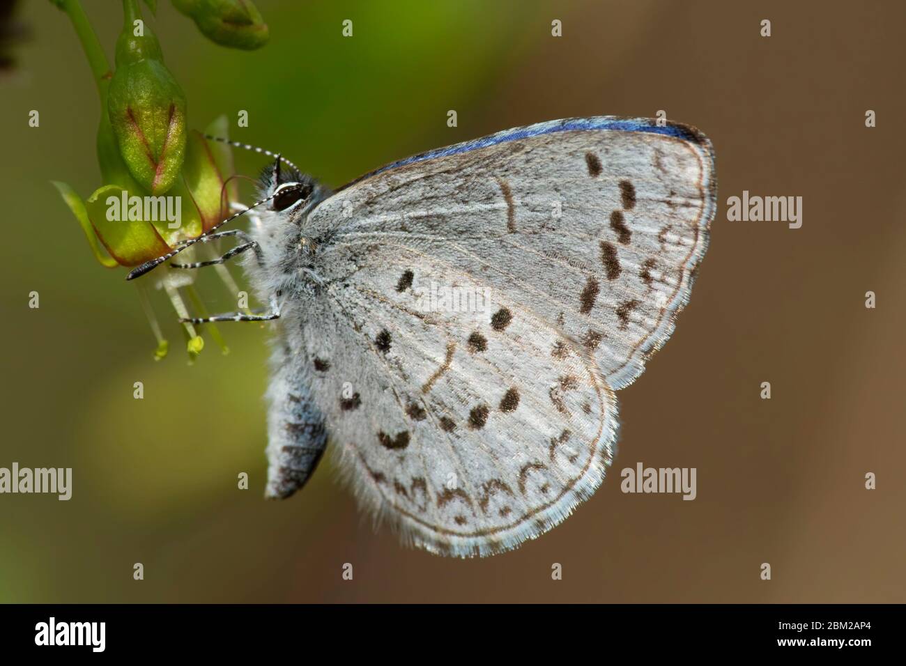 Blue butterfly, Deschutes National Forest, Metolius Wild and Scenic ...