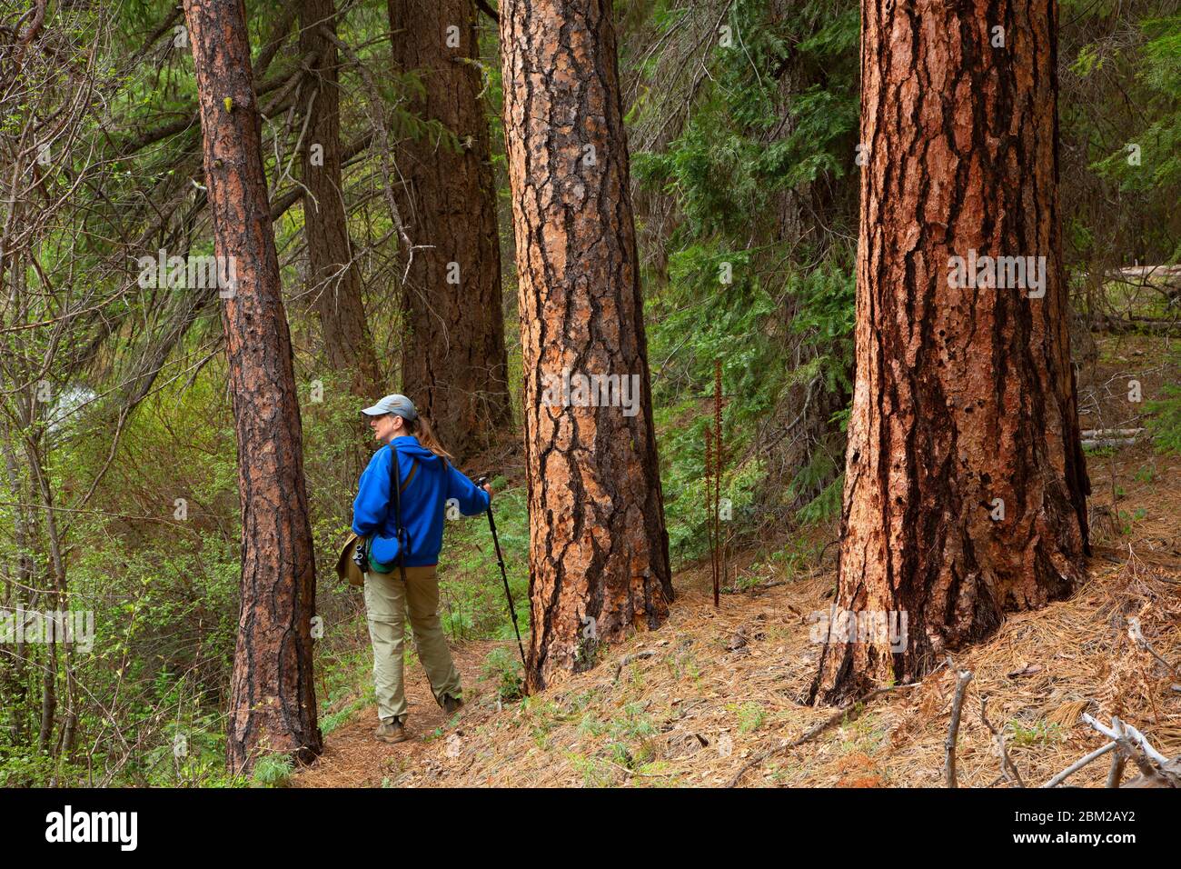 East Metolius Trail by Ponderosa pine (Pinus ponderosa), Deschutes ...