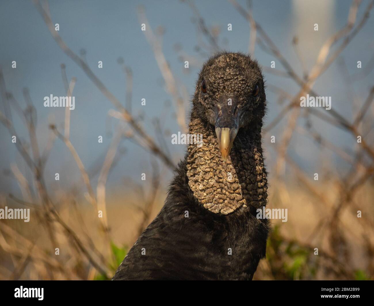Animals in nature Stock Photo - Alamy