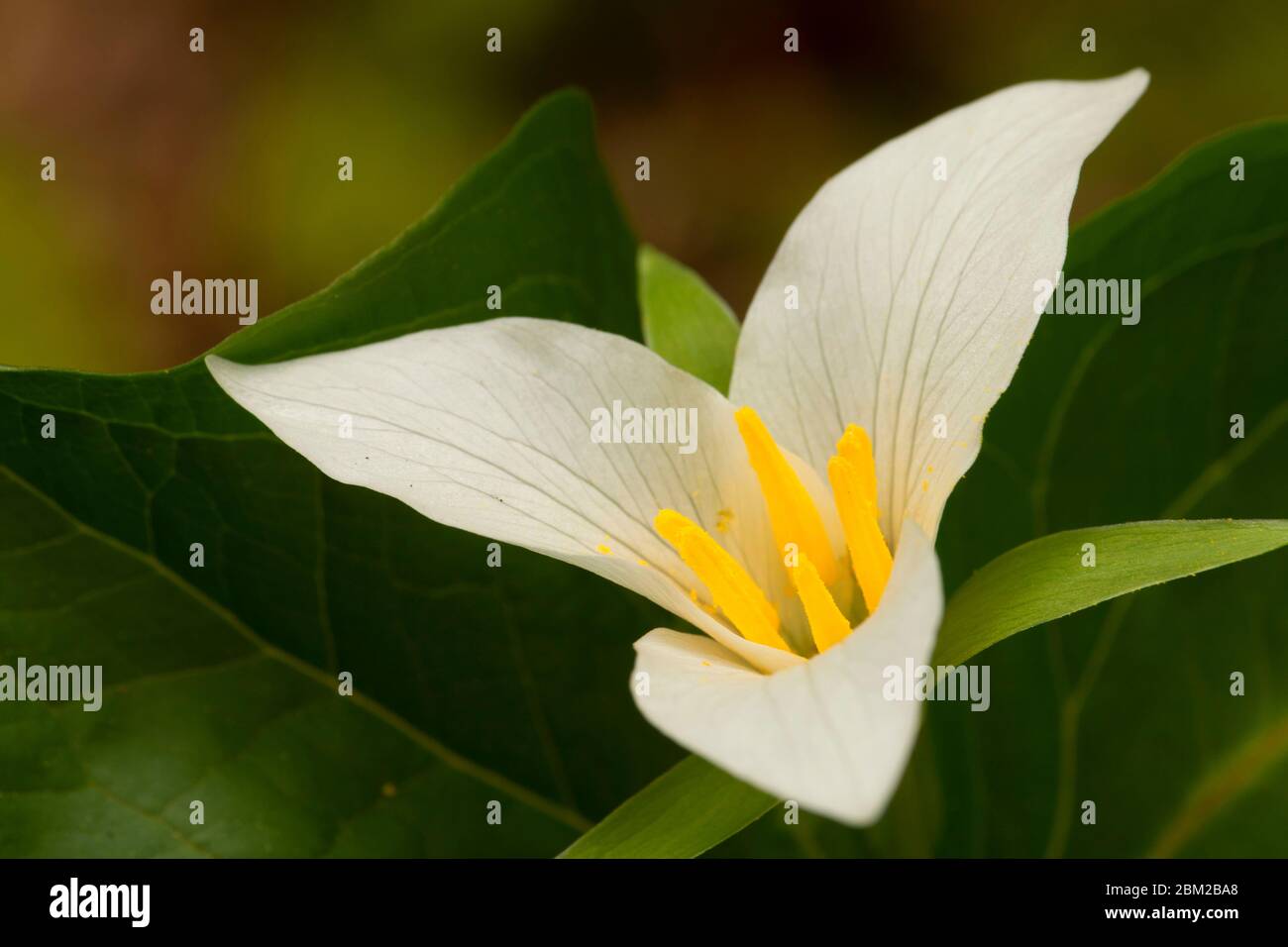 Western trillium (Trillium ovatum) along Humbug Flat Trail, West ...