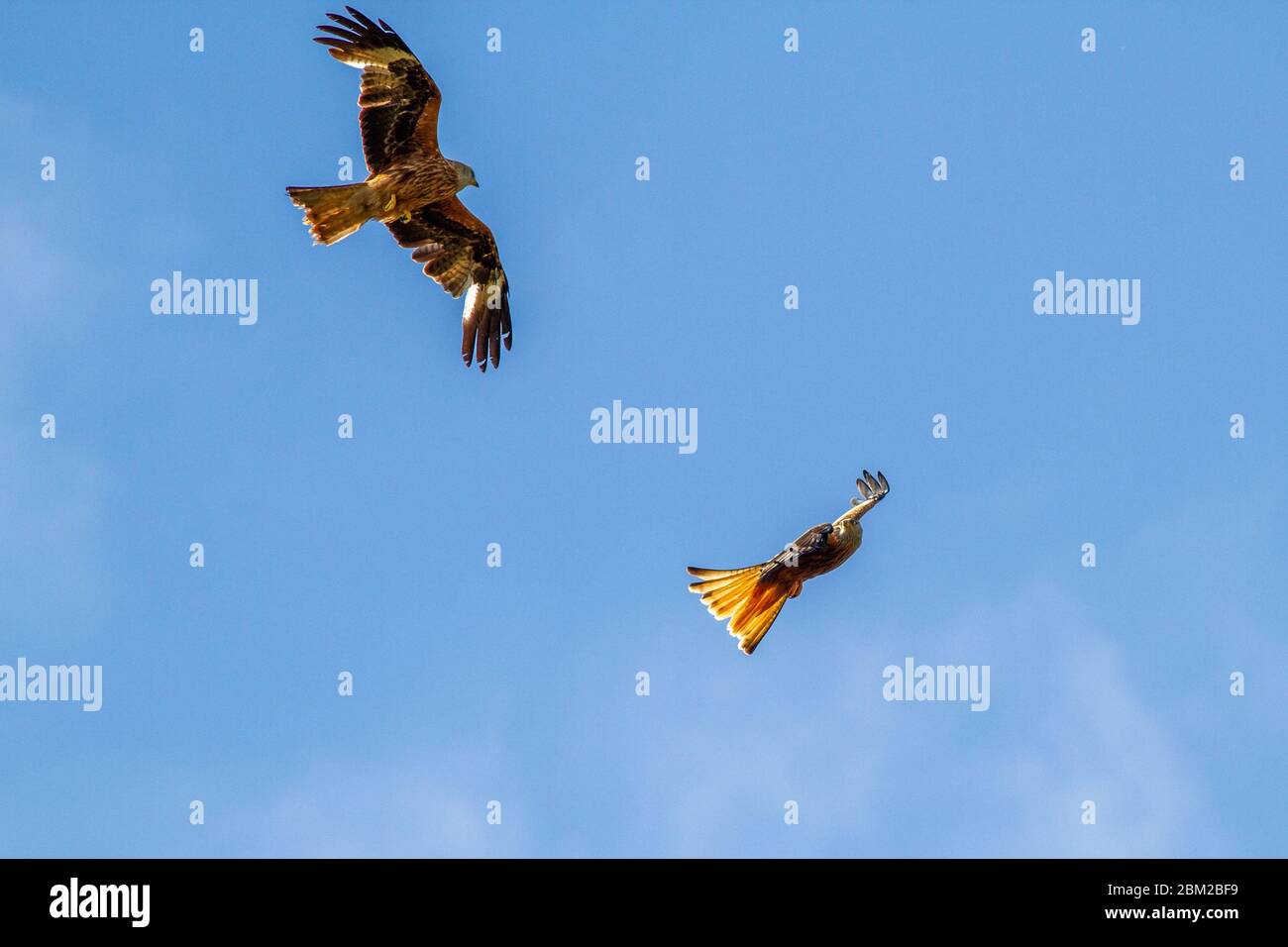 Pair red kites in flight hi-res stock photography and images - Alamy