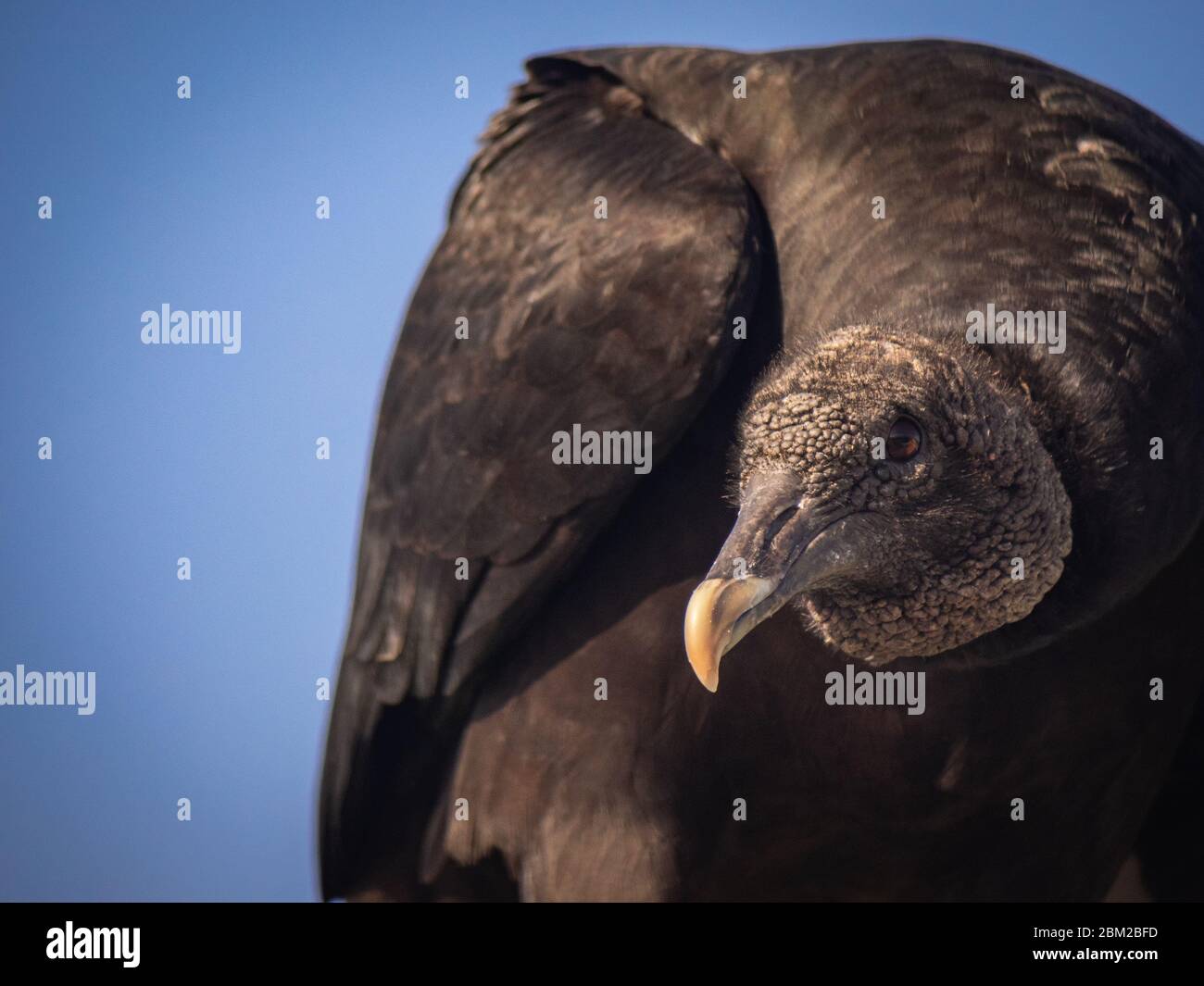 Animals in nature Stock Photo - Alamy