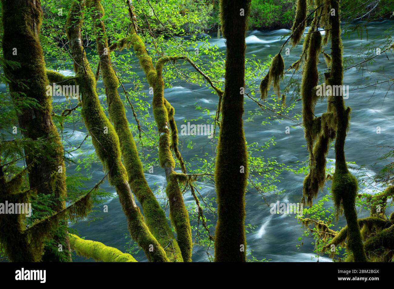 Red alder (Alnus rubra) along McKenzie River from McKenzie River ...