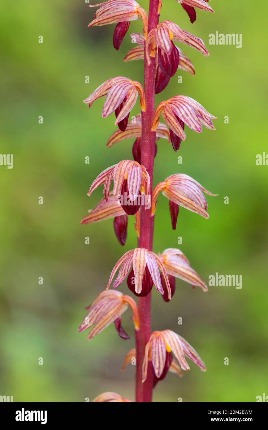 Striped coralroot (Corallorhiza striata) along McKenzie River National ...
