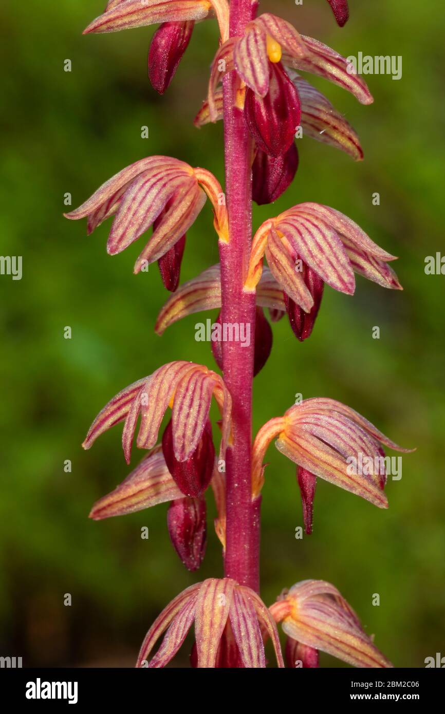 Corallorhiza striata orchid hi-res stock photography and images - Alamy