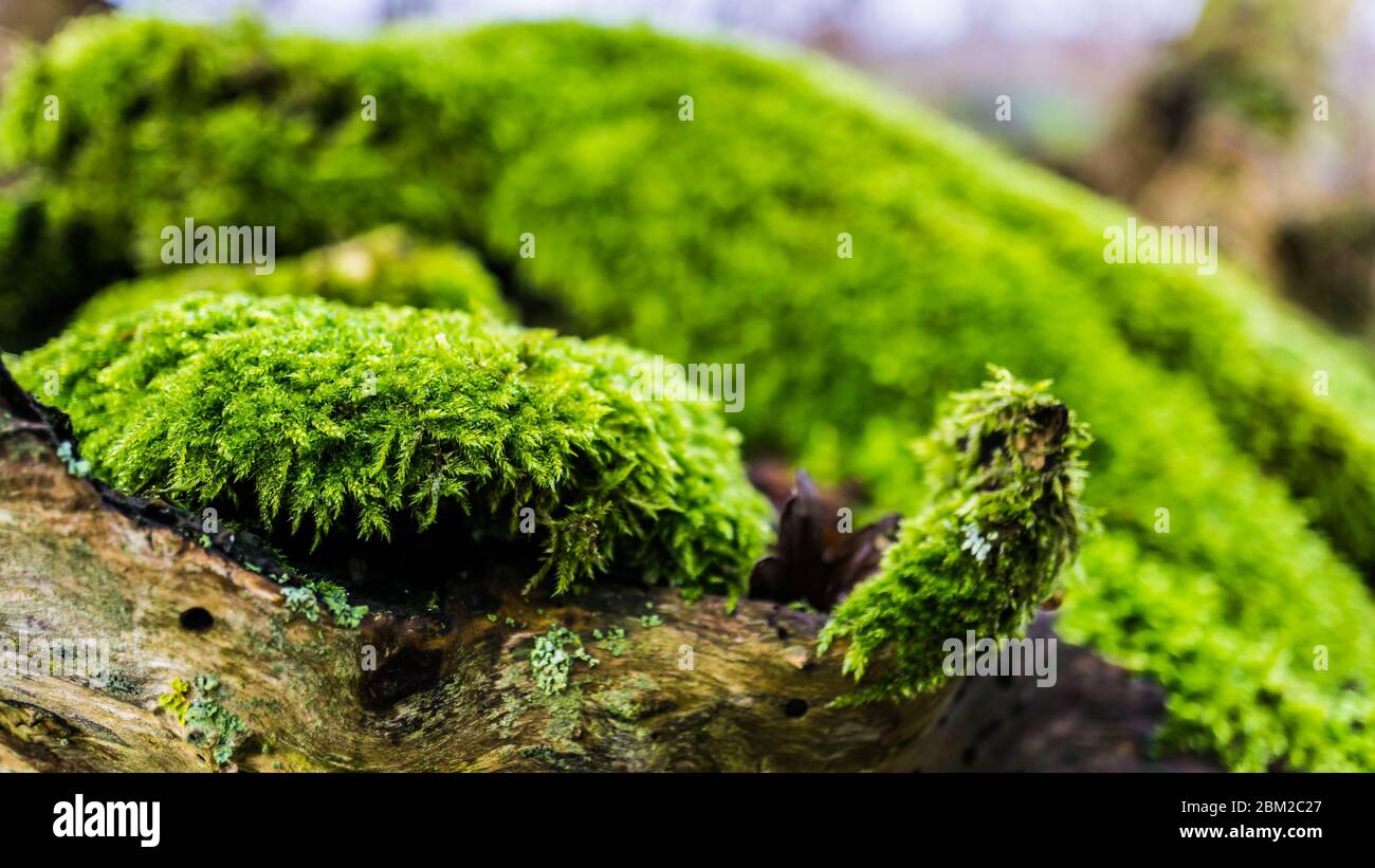 Rough tree stem hi-res stock photography and images - Alamy