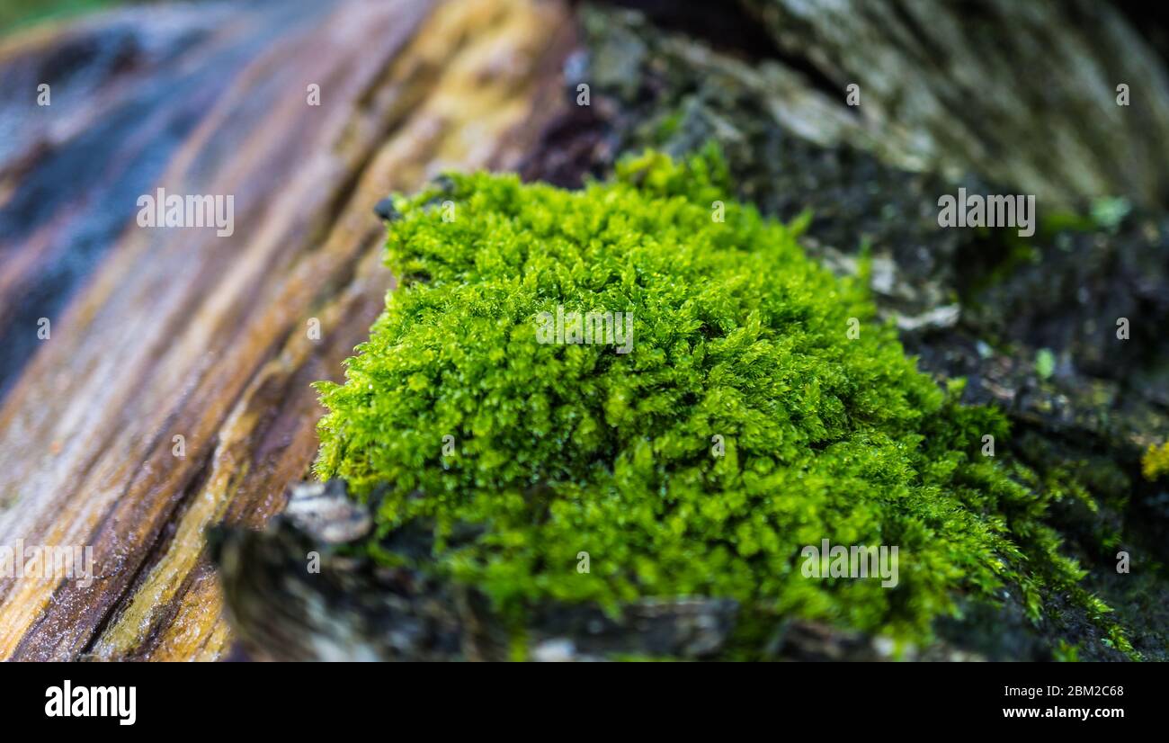 Stem of a dead tree hi-res stock photography and images - Alamy