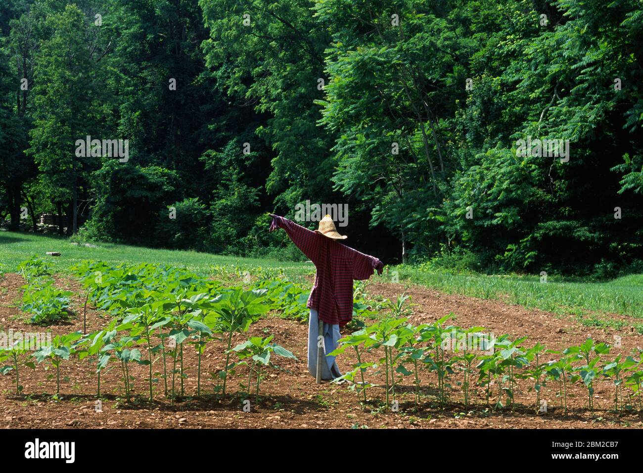 Humpback farm museum hi-res stock photography and images - Alamy