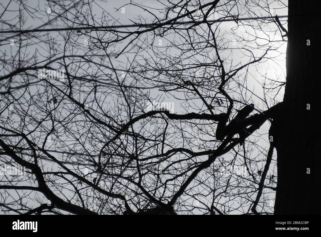 Several Twisted tree branches that are silhouetted Stock Photo - Alamy