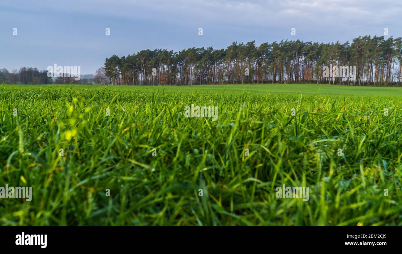 green meadow from low perspective with forest in background Stock Photo ...
