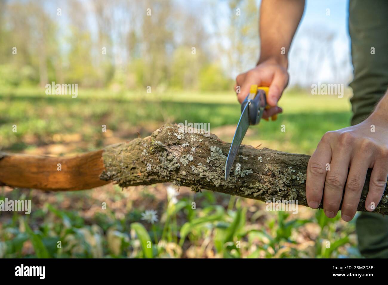 A man cuts a dry branch with a hand saw in the forest Stock Photo - Alamy