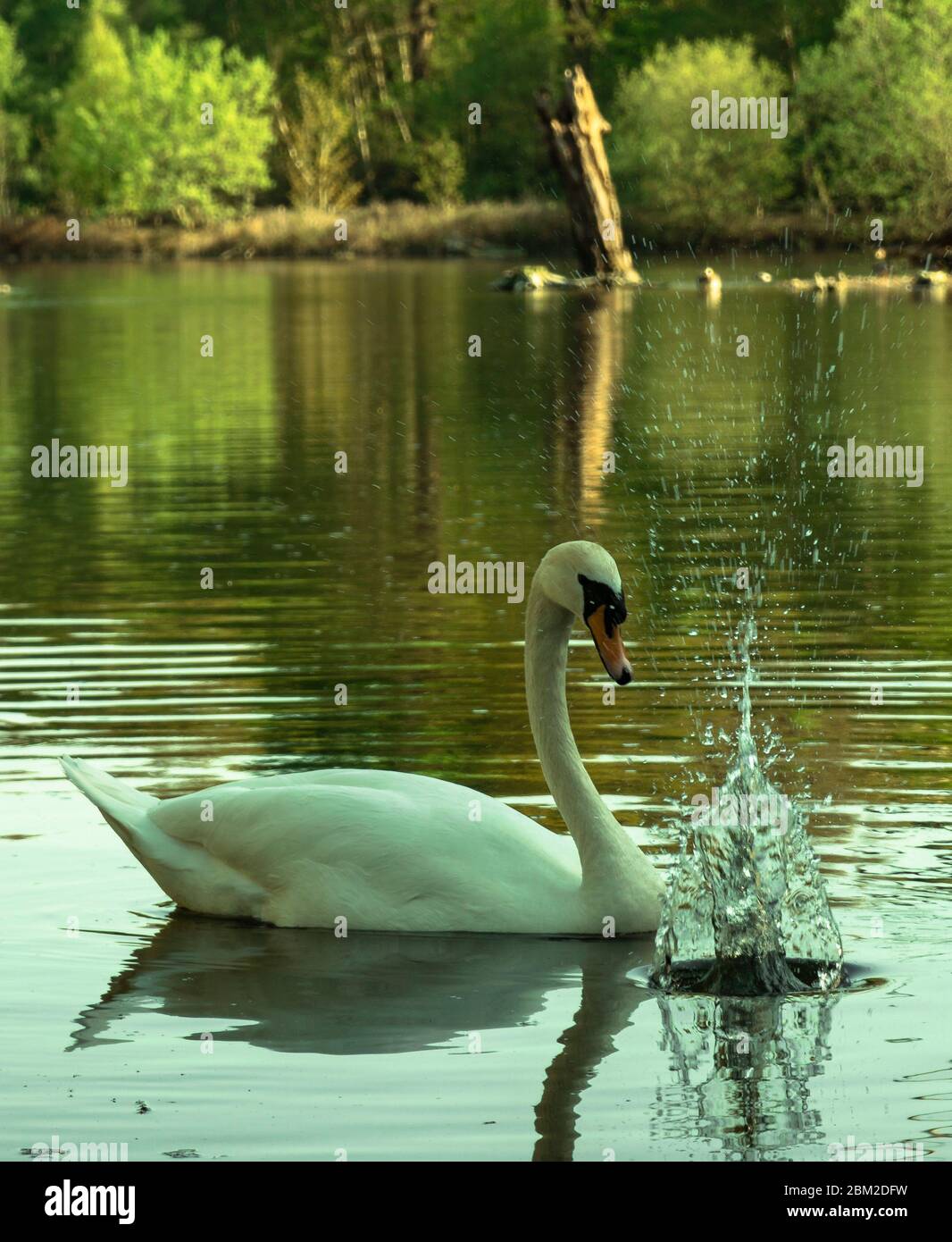 Swan with water ripple Stock Photo - Alamy