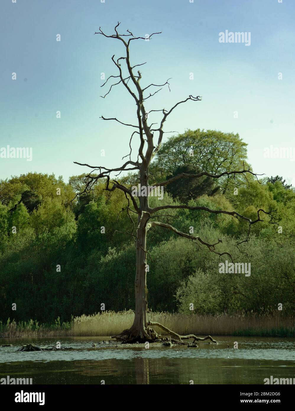 Dead_tree hi-res stock photography and images - Alamy