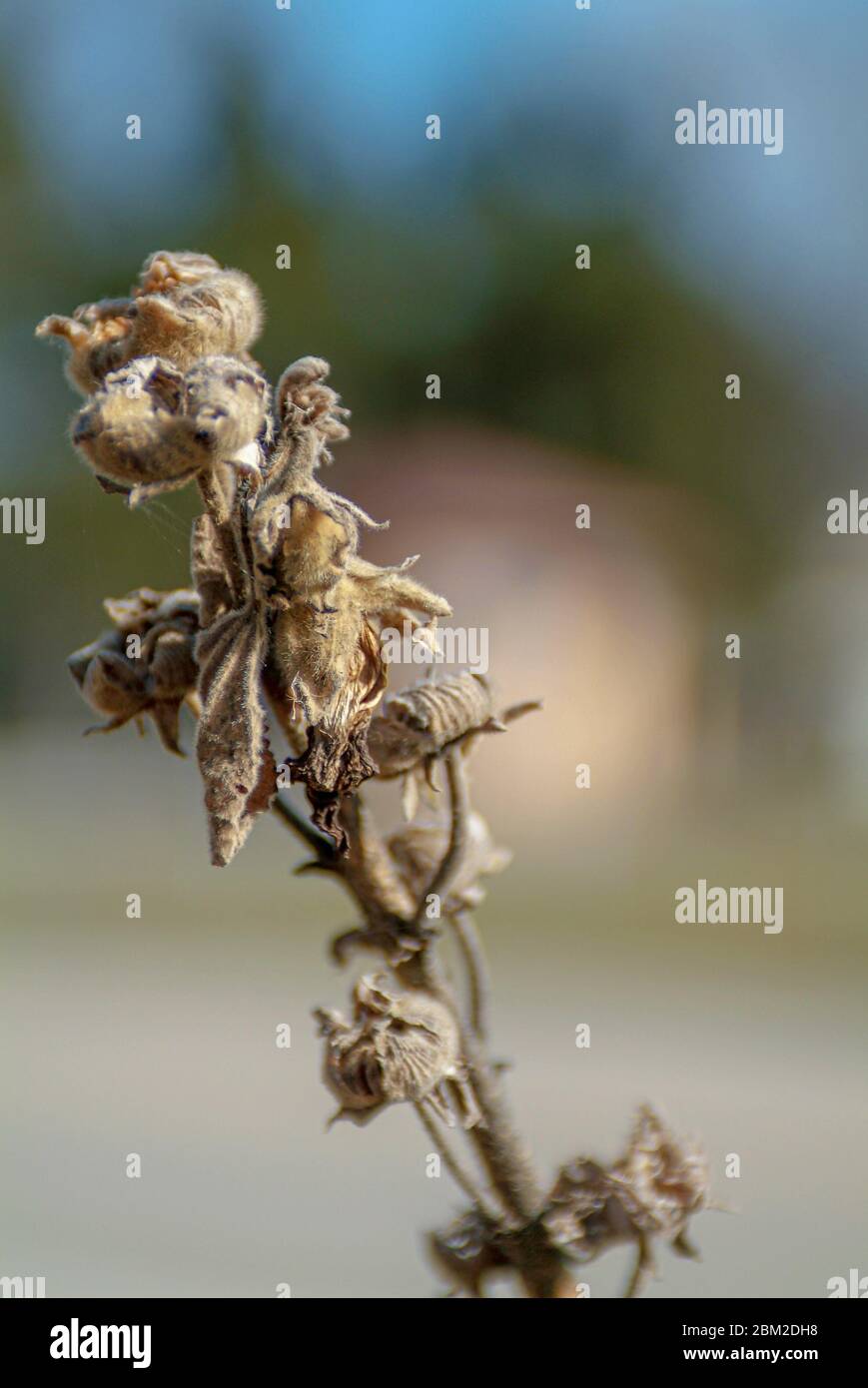 Dried plant with autumn leaf hi-res stock photography and images - Alamy