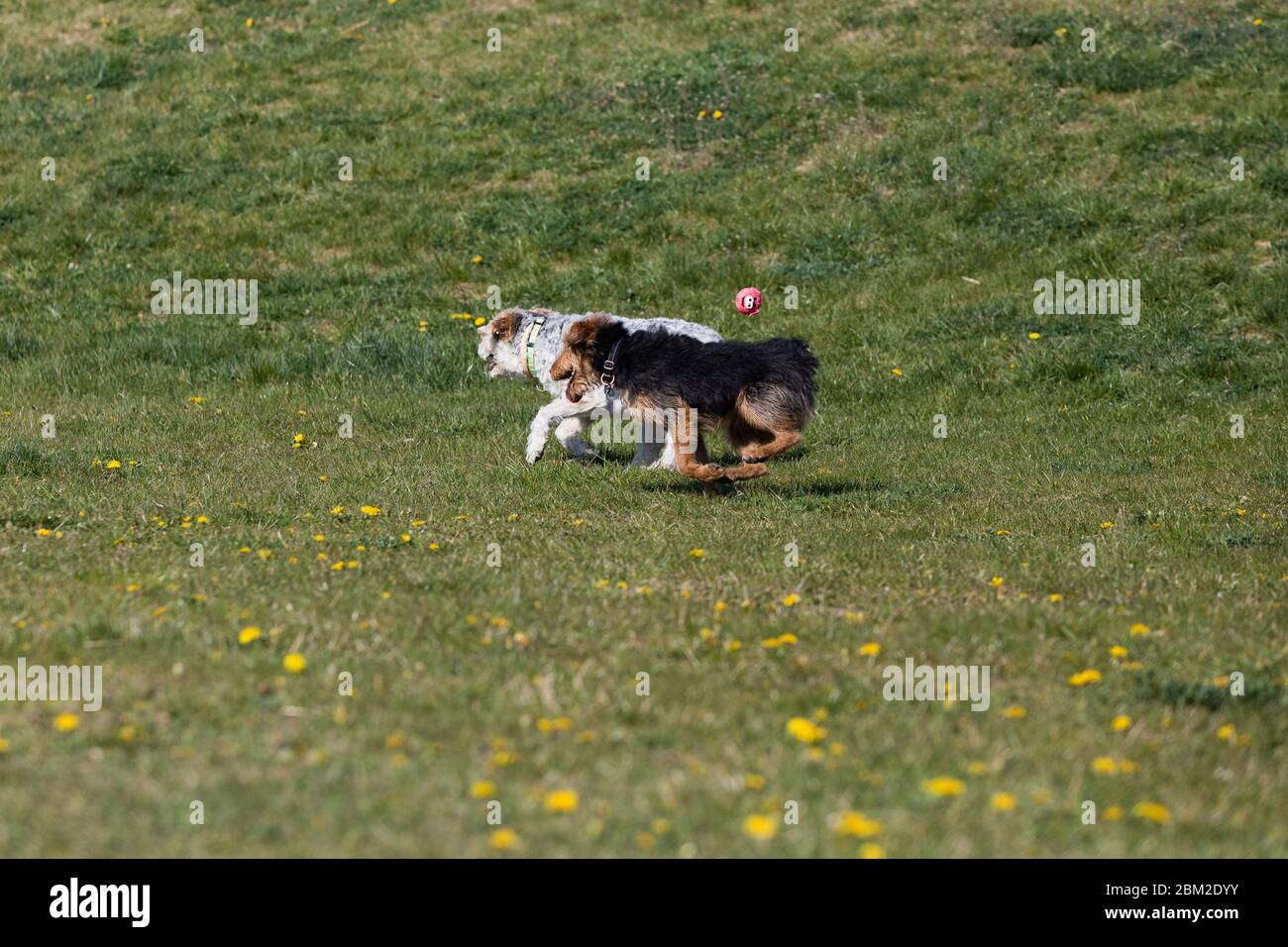 On the green grass two dogs run after the owner throws the ball and ...