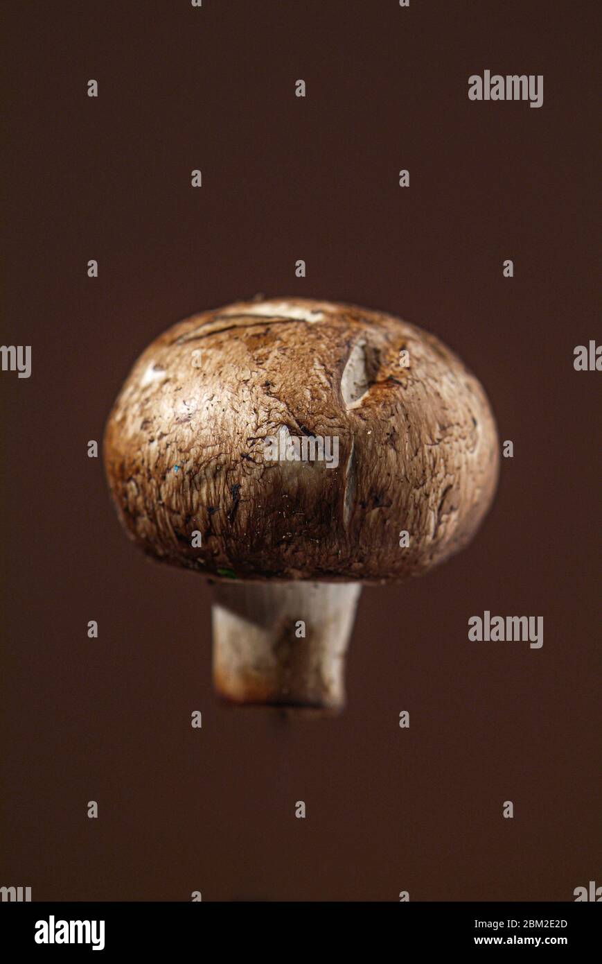 Floating mushrooms hi-res stock photography and images - Alamy