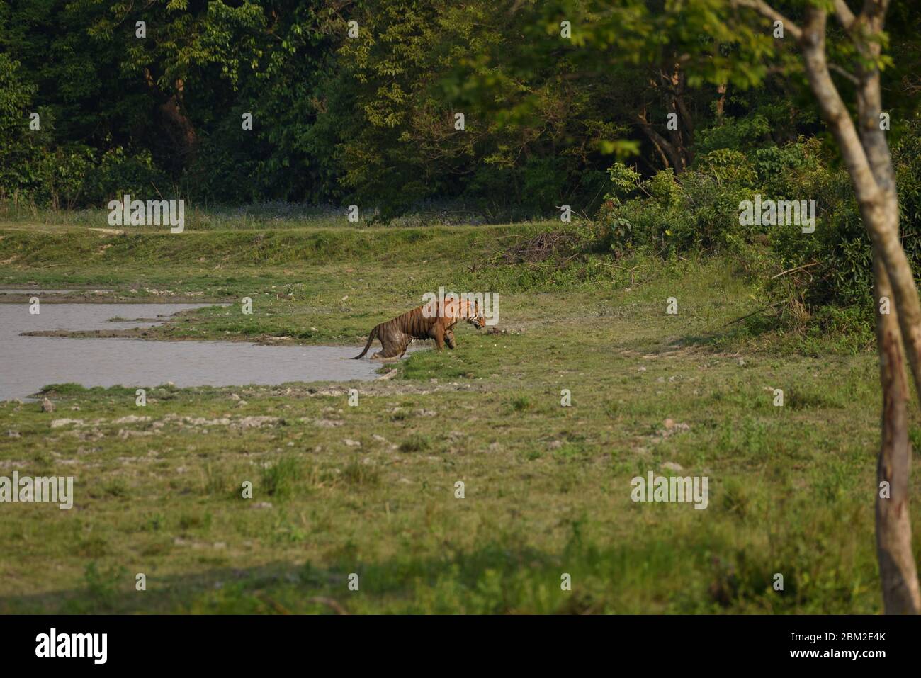 Royal Bengal Tiger at Kaziranga National Park,Assam Stock Photo - Alamy