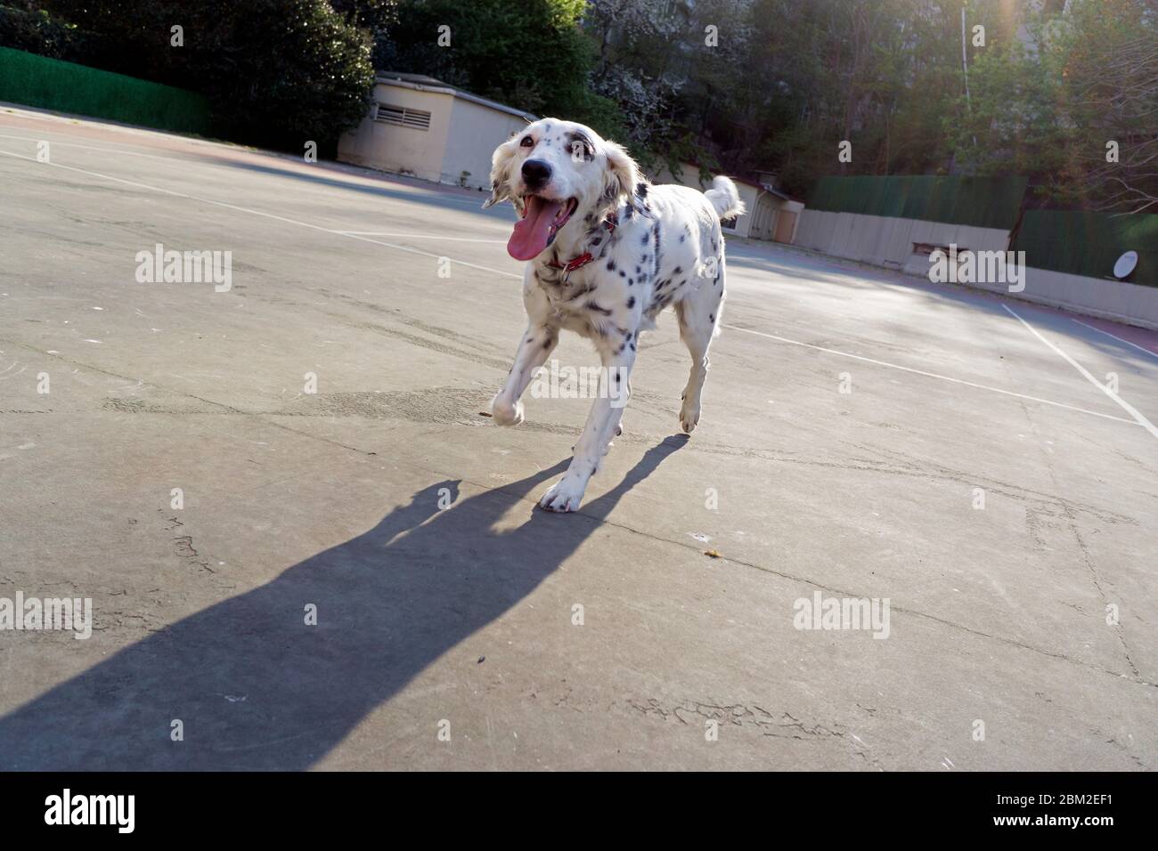 Dogs playing in the park Stock Photo - Alamy
