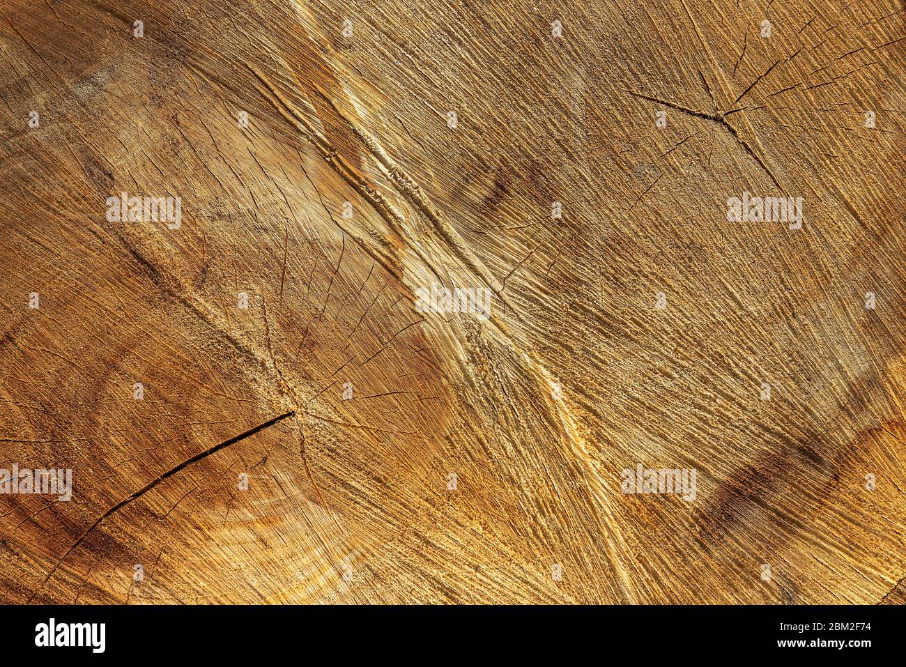 Log surface structure. Stumps and logs. Overexploitation leads to ...